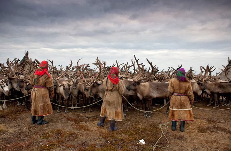 Расология, Антропология, Генетика : The Nenets/Samoyedi of Siberia ...